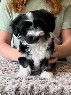 "Judy" - Honungsmåne Juniper and citrus