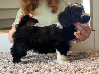 "Judy" - Honungsmåne Juniper and citrus